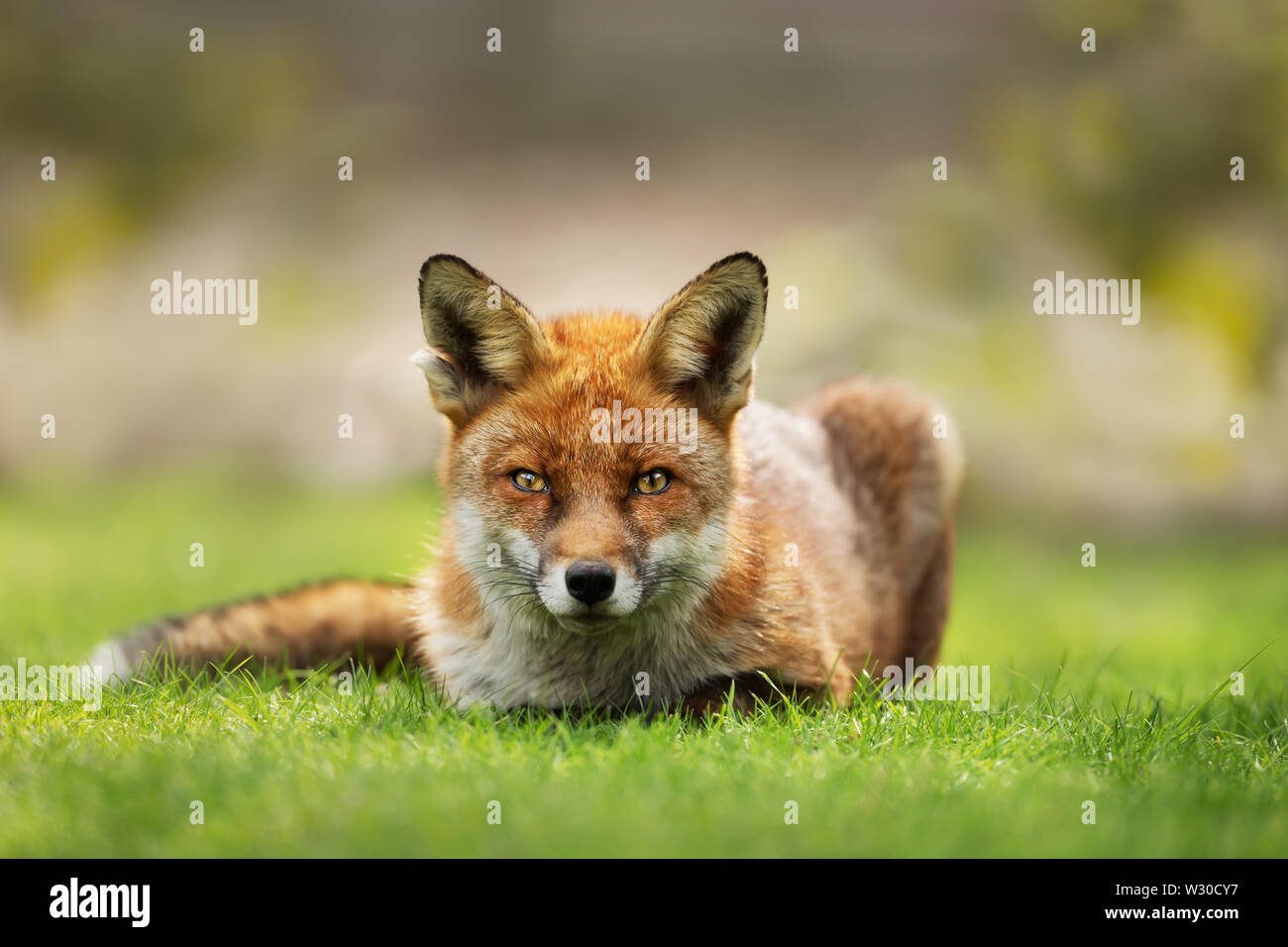 Fox laying on the grass hi-res stock photography and images - Alamy