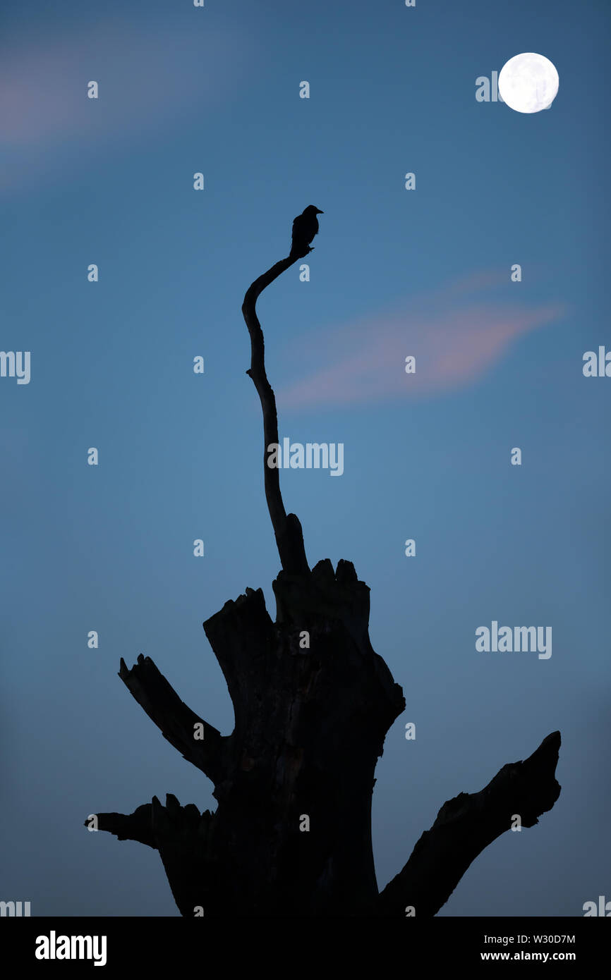 Perched crow with moon hi-res stock photography and images - Alamy