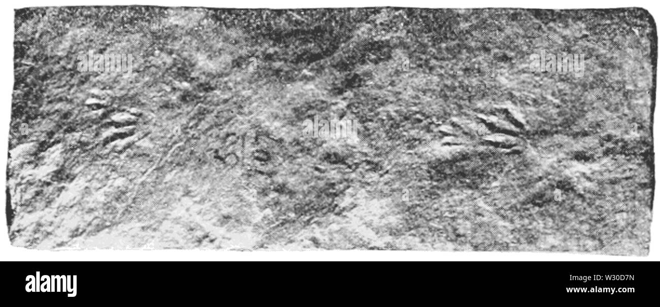 Quadrupedal hi-res stock photography and images - Alamy