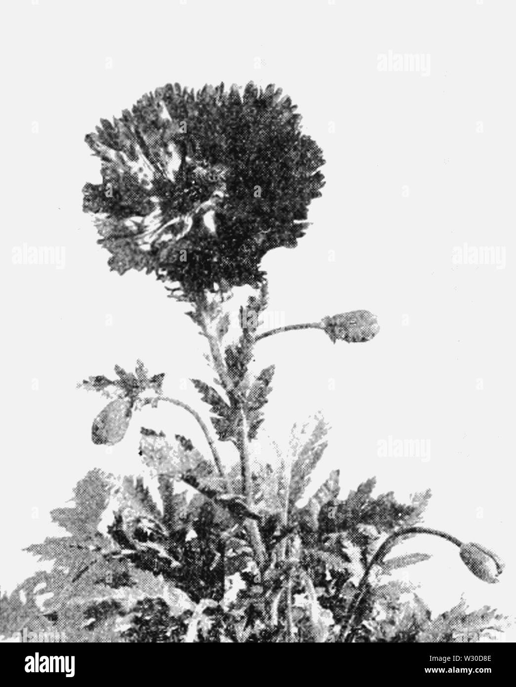 Poppies in flower garden Black and White Stock Photos & Images - Alamy