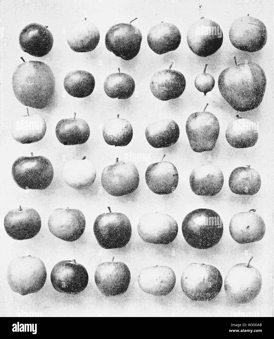 PSM V66 D217 Early williams apples of a single variety Stock Photo - Alamy