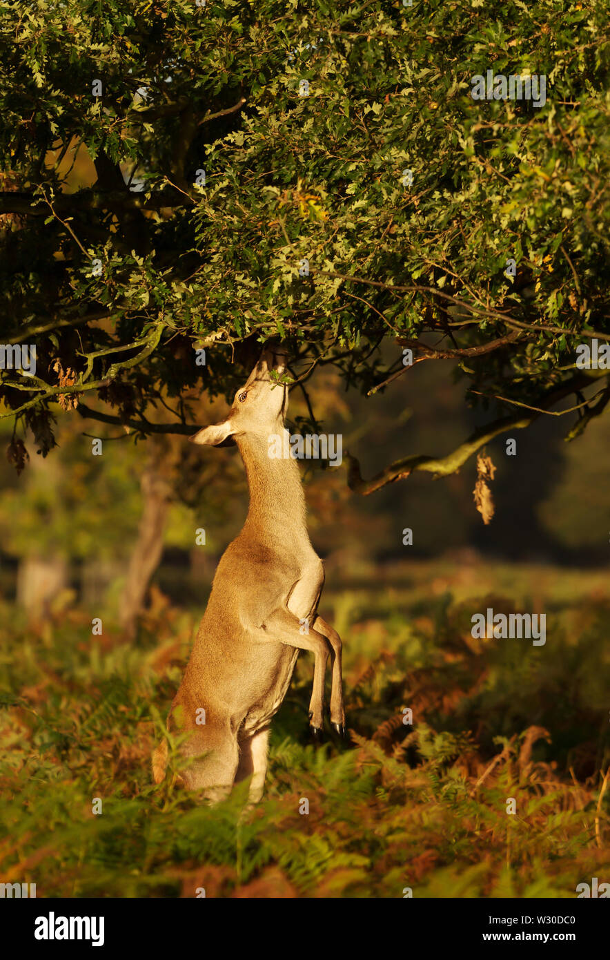 Deer eating tree hi-res stock photography and images - Alamy