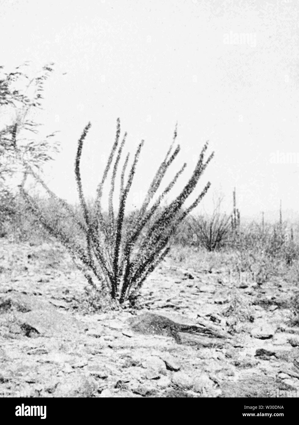 Ocotillo Flower Drawing