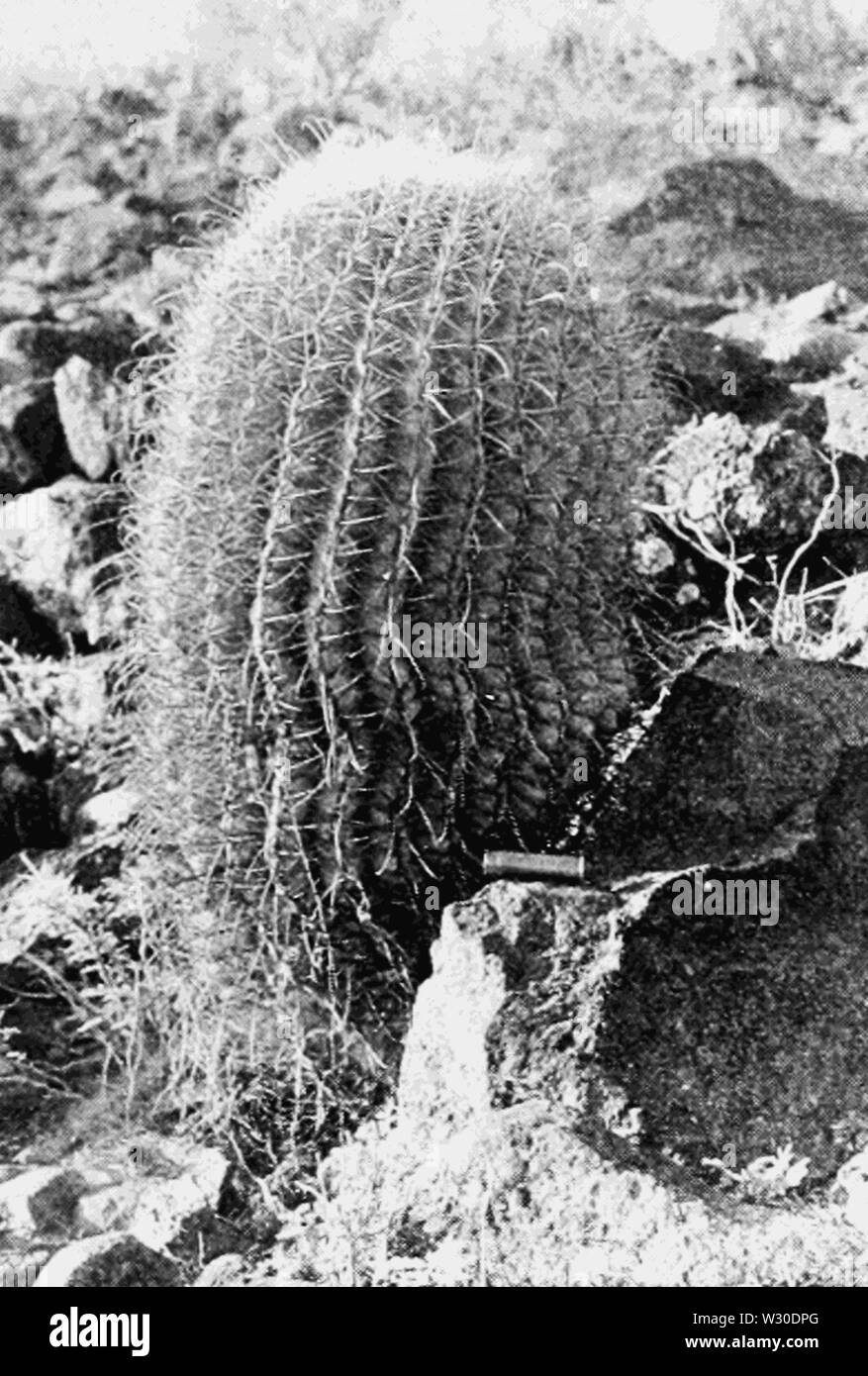 Barrel cactus plant Black and White Stock Photos & Images - Alamy