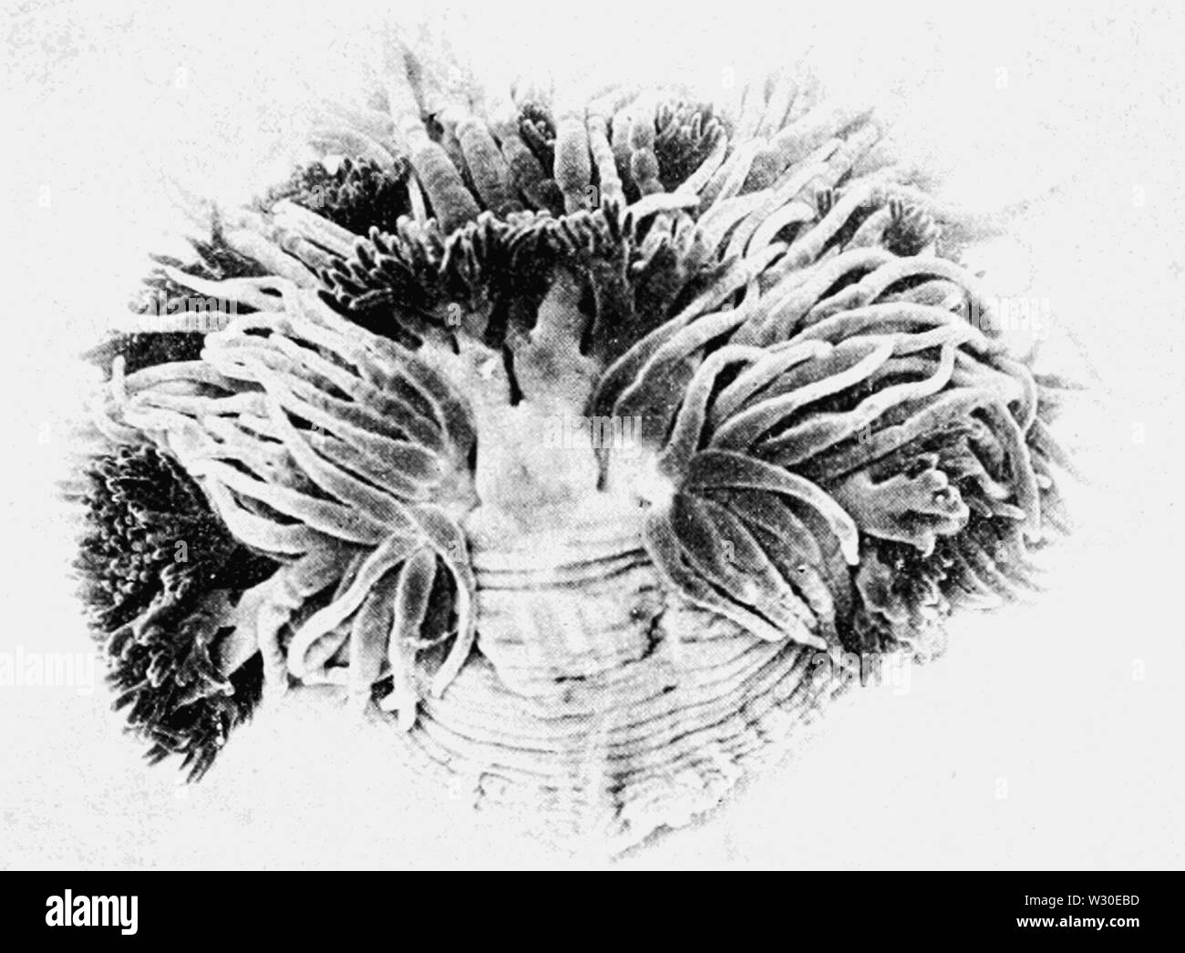Environment marine invertebrate Black and White Stock Photos & Images ...