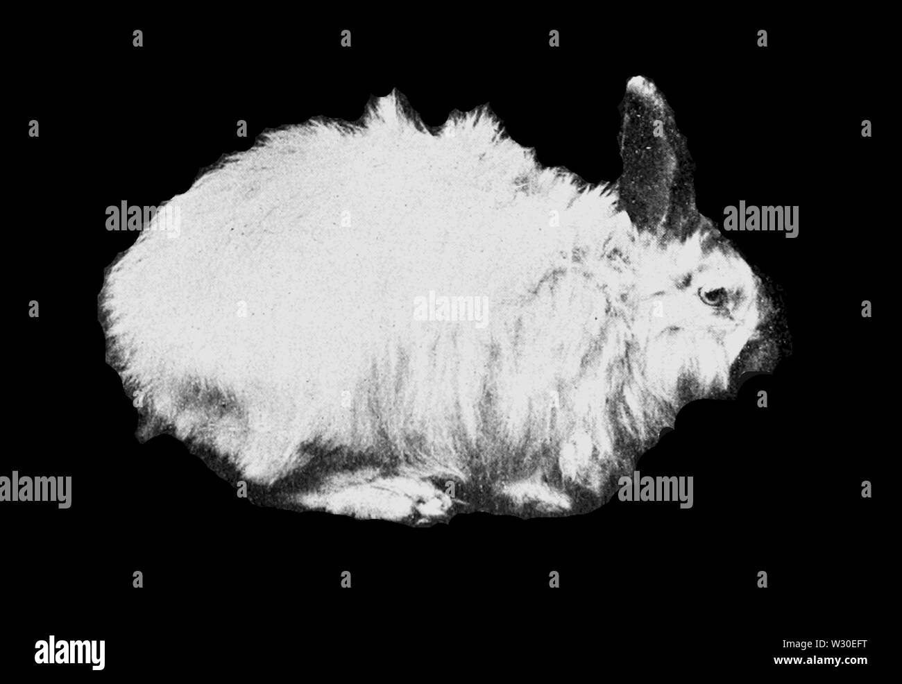 Short eared rabbit hi-res stock photography and images - Alamy