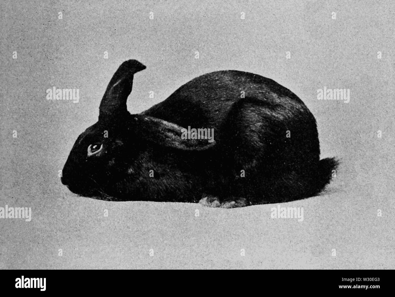 Descendent hi-res stock photography and images - Alamy