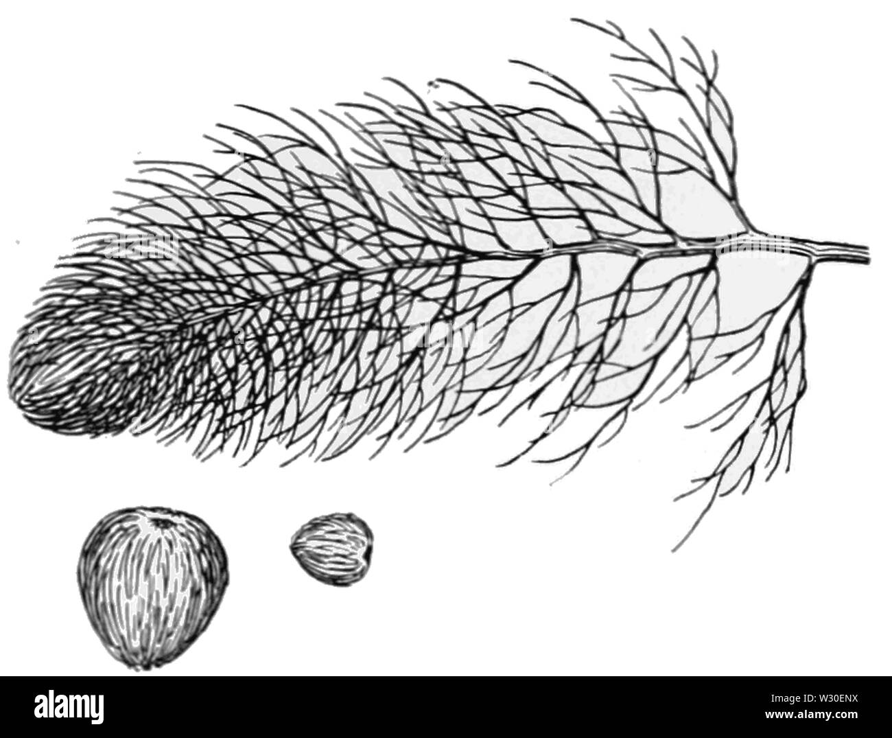 Bladderwort Cut Out Stock Images & Pictures - Alamy