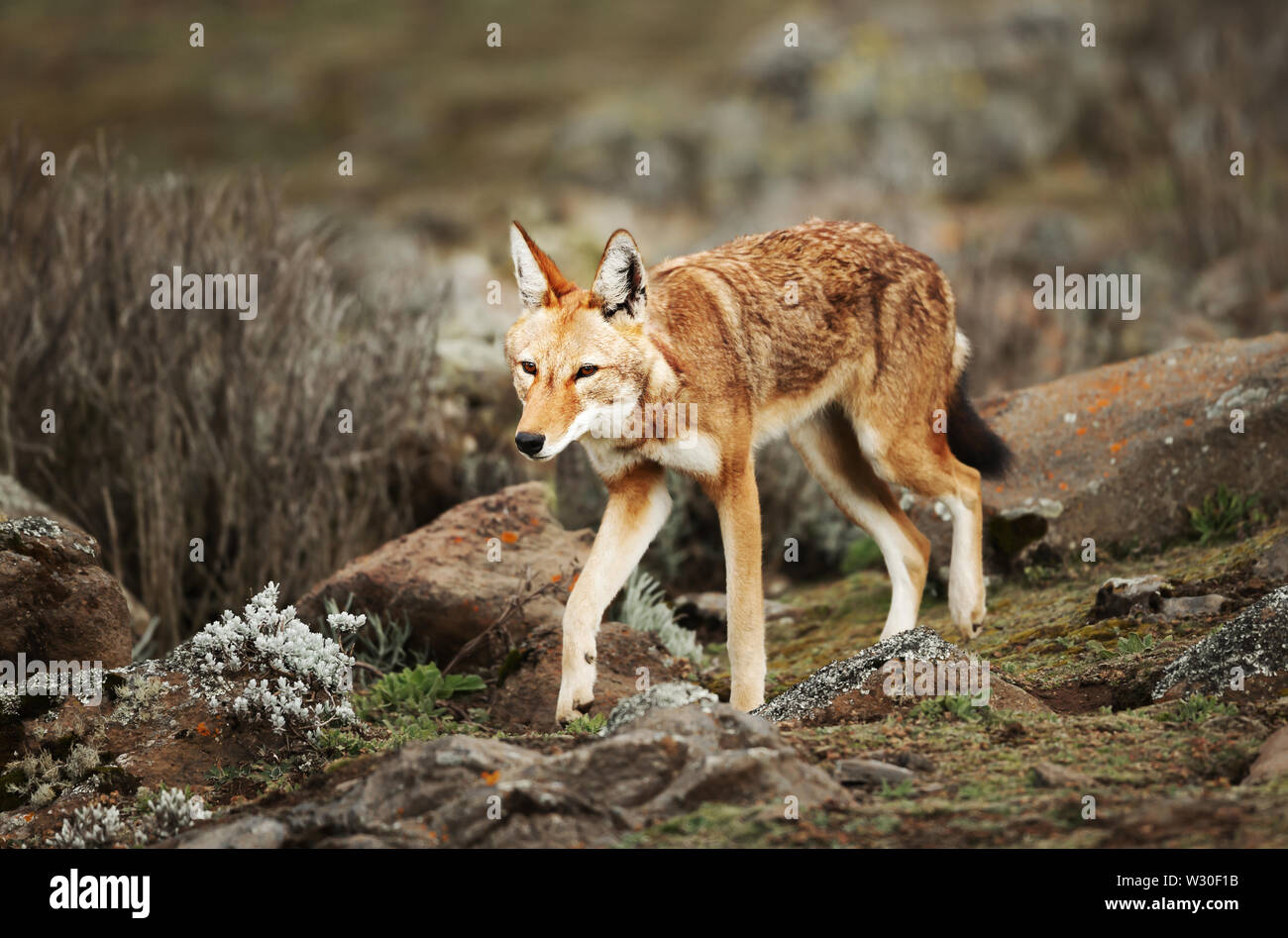 Close up of a rare and endangered Ethiopian wolf (Canis simensis) in ...