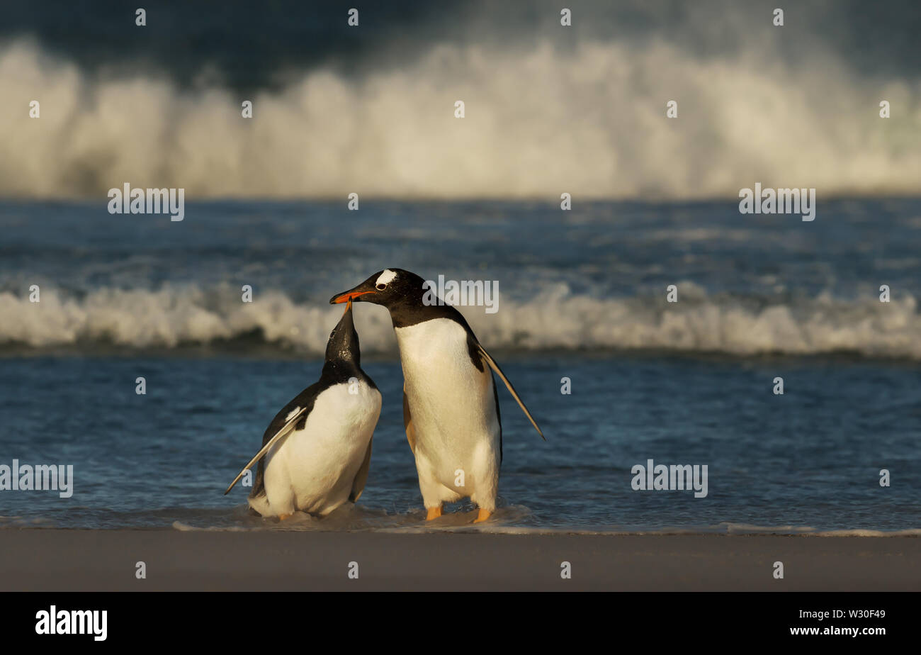 Asking for protection hi-res stock photography and images - Alamy