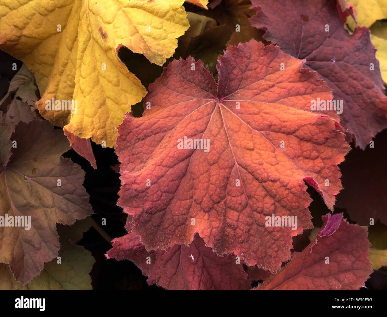 Coral bells caramel hi-res stock photography and images - Alamy