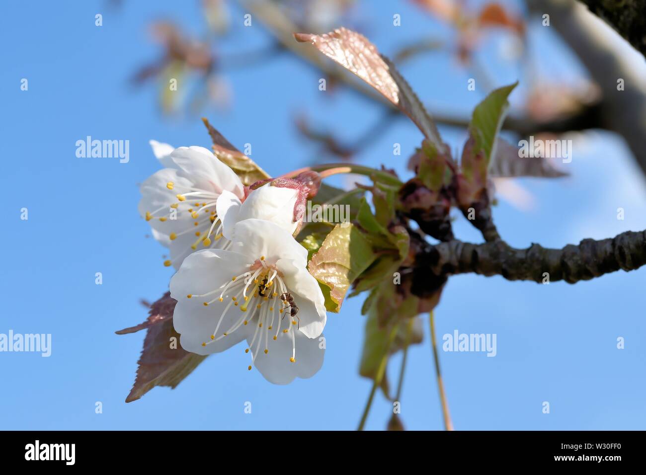 Blossom of a cherry tree with ants Stock Photo - Alamy