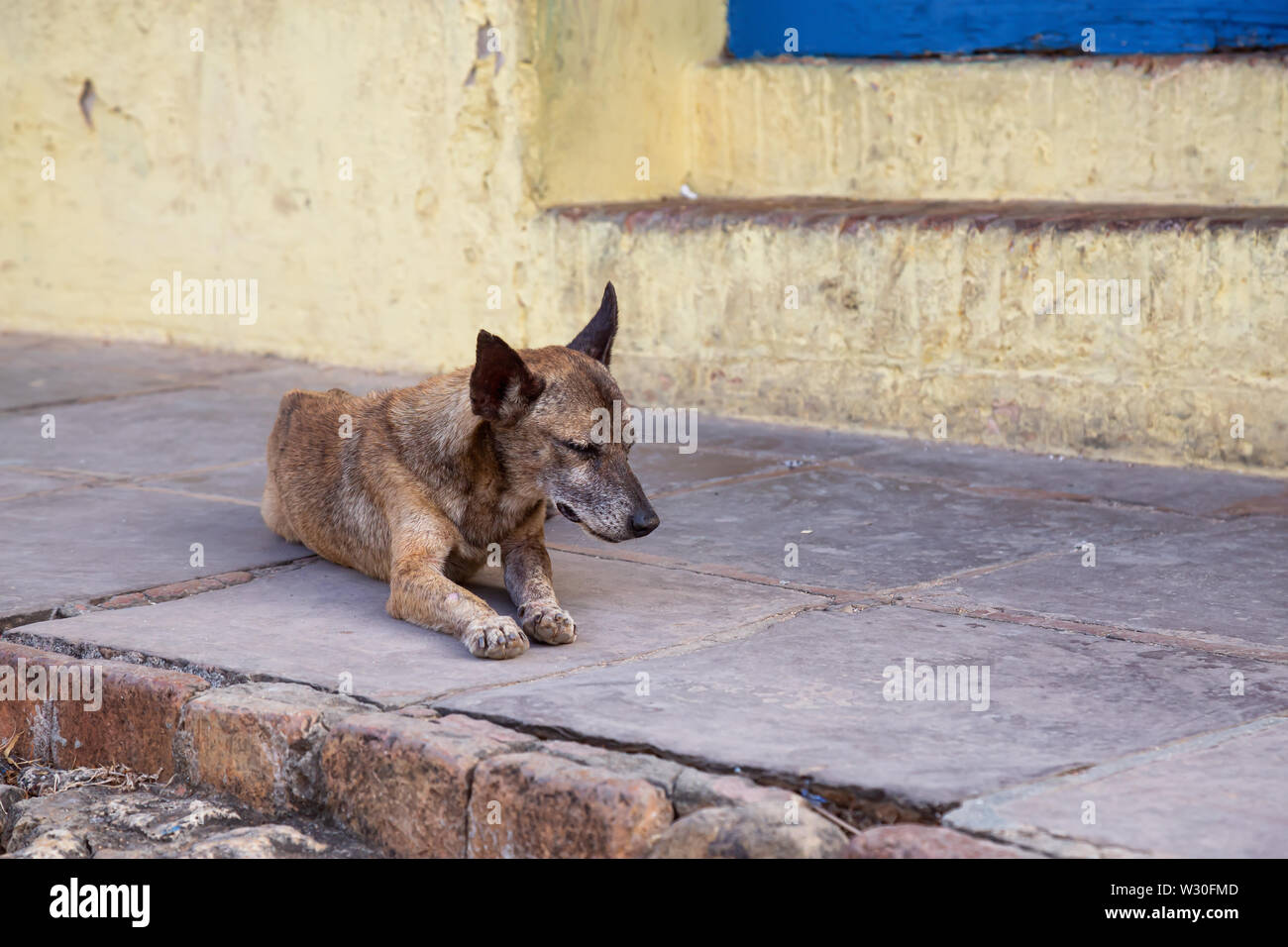 Homeless dog hi-res stock photography and images - Alamy