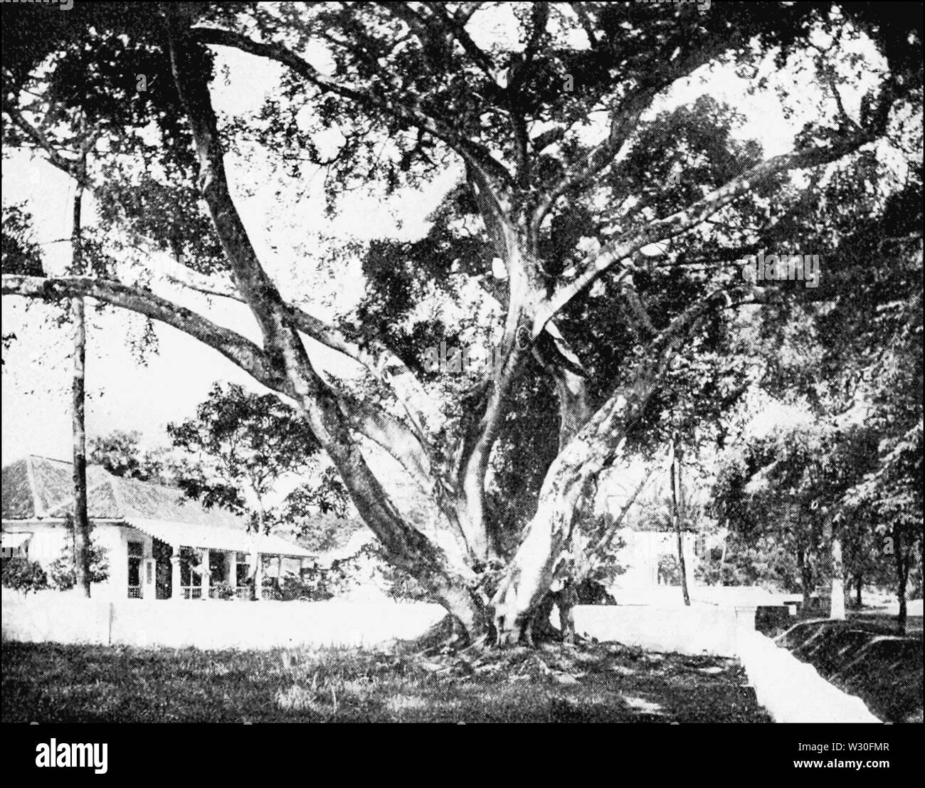 Waringin tree hi-res stock photography and images - Alamy