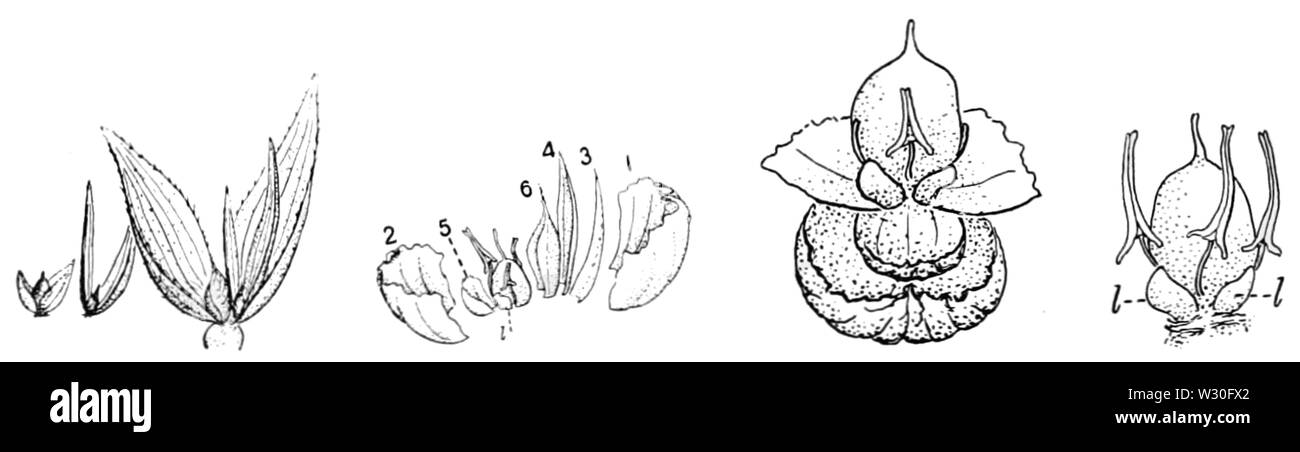 An hermaphrodite Cut Out Stock Images & Pictures - Alamy