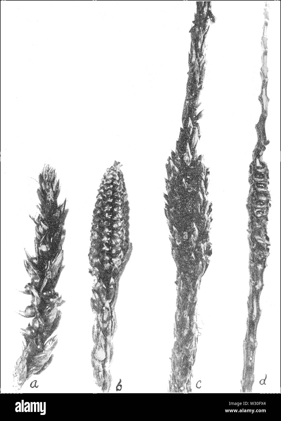 Corn tassels Black and White Stock Photos & Images - Alamy