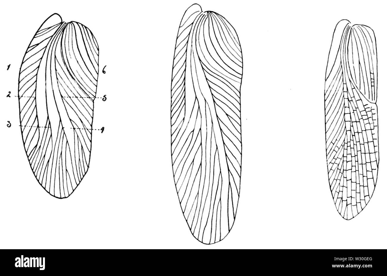 PSM V68 D249 Evolution of cockroach wings through geologic ages Stock ...