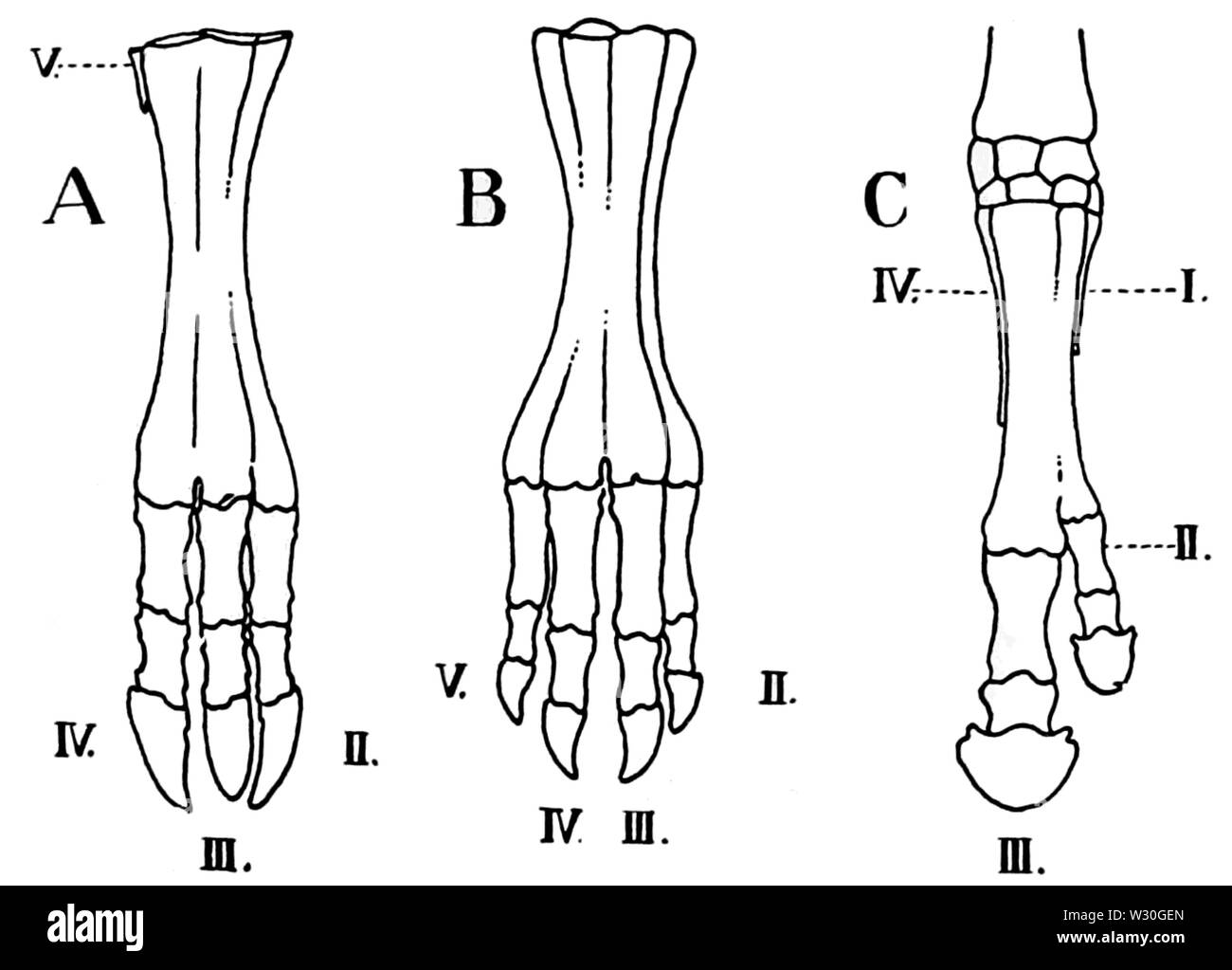 PSM V68 D346 Reversionary manus of calf sheep and horse Stock Photo - Alamy