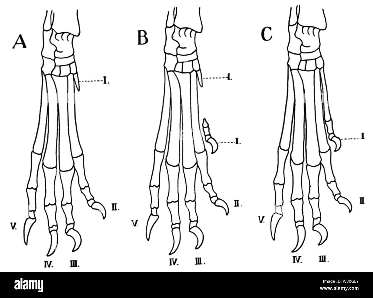 PSM V68 D343 Images of normal and polydactyl structure of skeletal ...