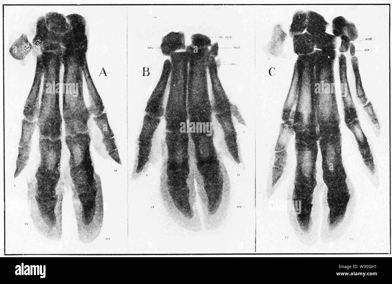 PSM V68 D344 X ray of a pig manus showing normal and reversionary ...