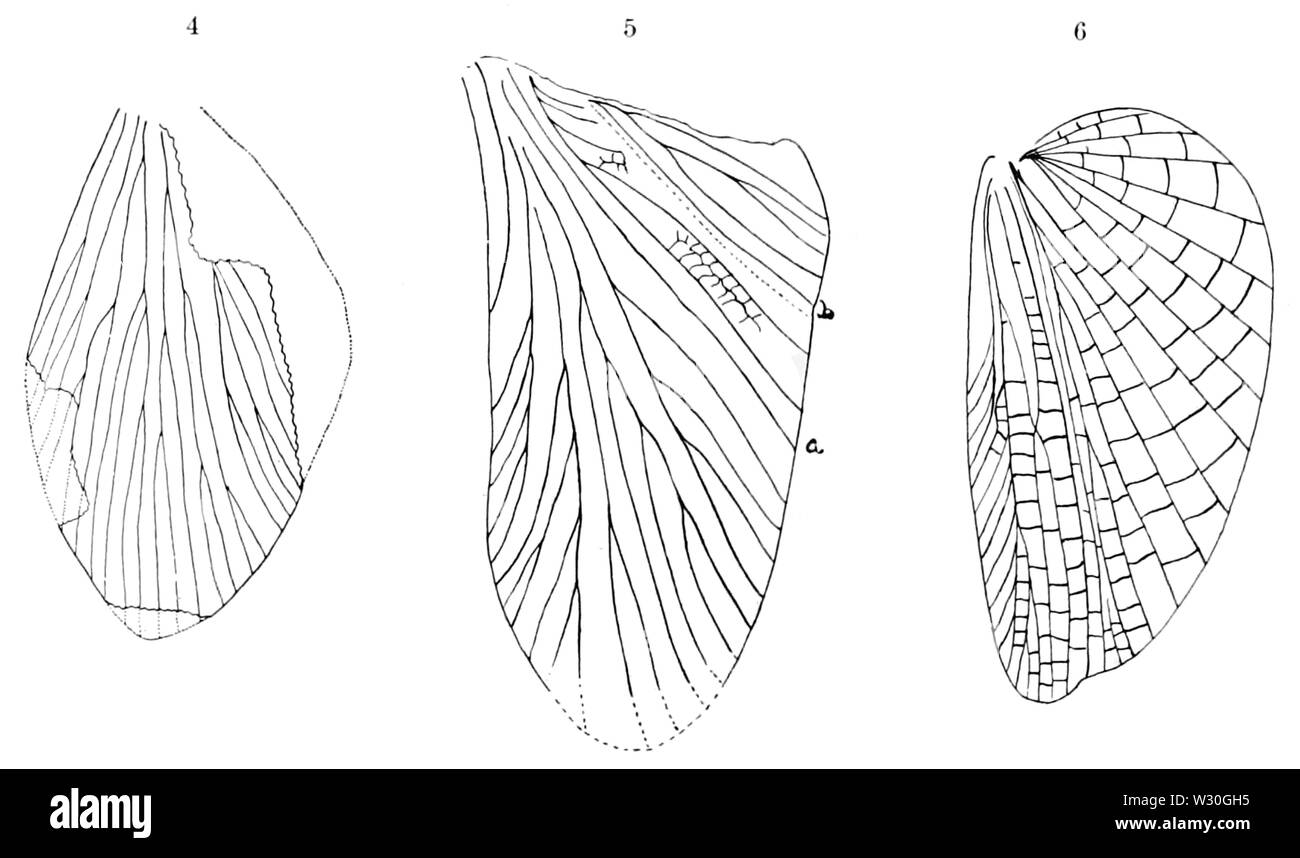 PSM V68 D252 Evolution of hind cockroach wings through geologic ages ...