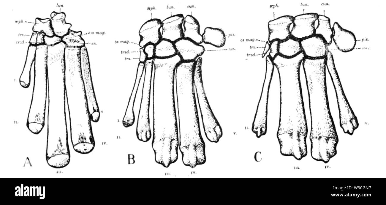 Polydactyl pig hi-res stock photography and images - Alamy