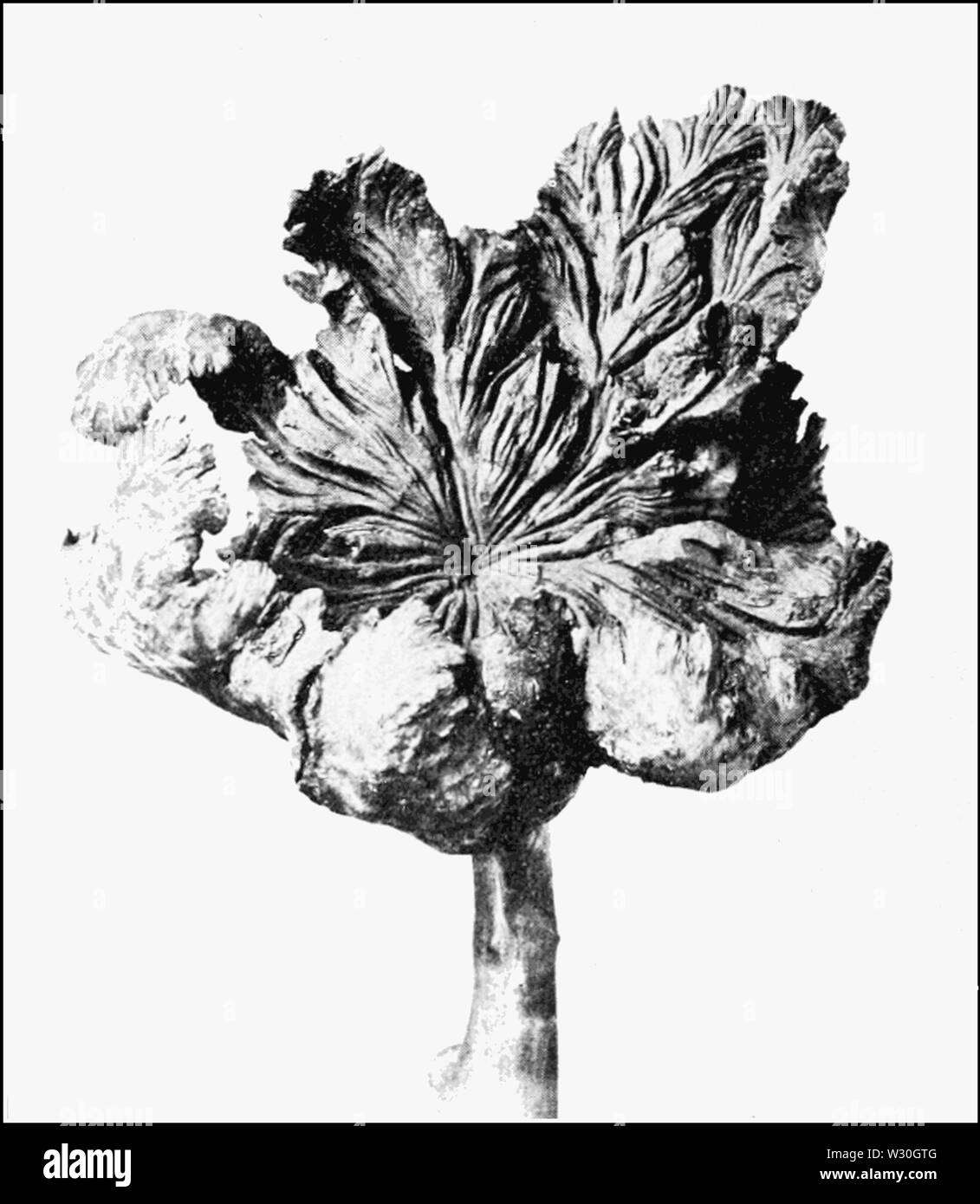 Botanical citrus Black and White Stock Photos & Images - Alamy