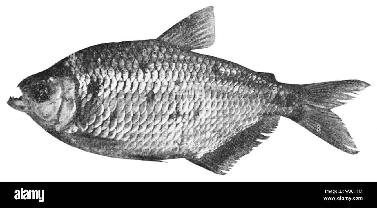 Characin Black and White Stock Photos & Images - Alamy