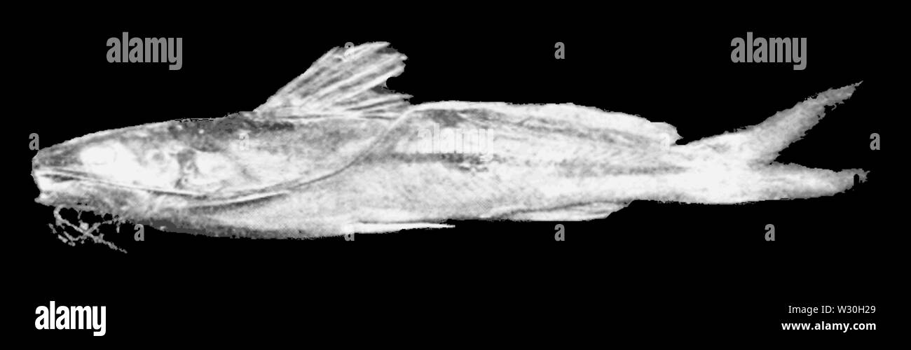 Pimelodella hi-res stock photography and images - Alamy