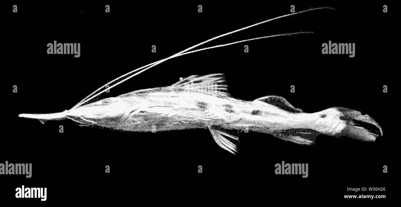 PSM V68 D524 Platystomatichthis sturio one of the giant catfish Stock ...