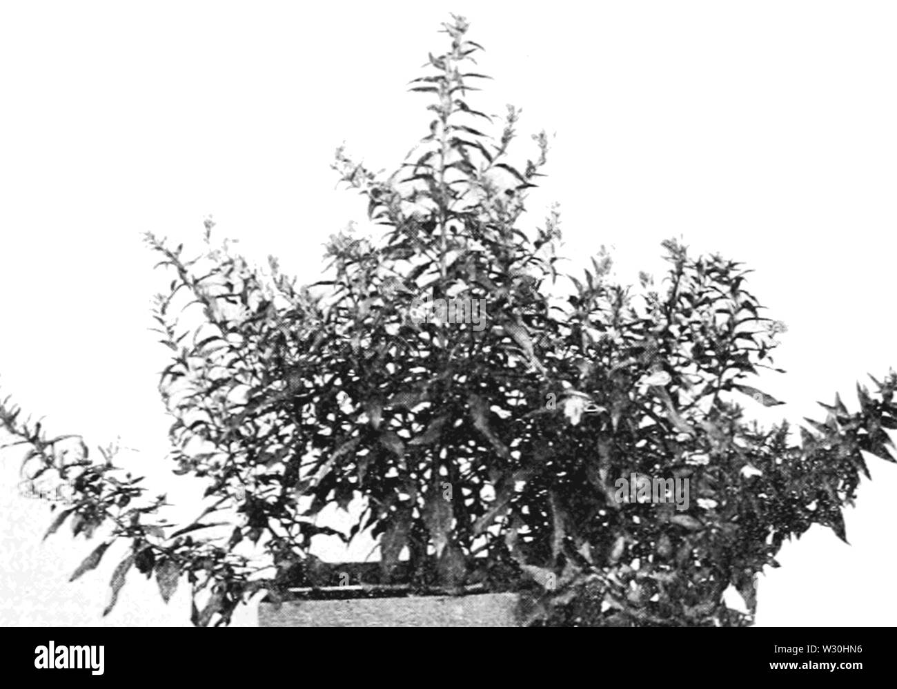 Evening primrose flower Black and White Stock Photos & Images - Alamy