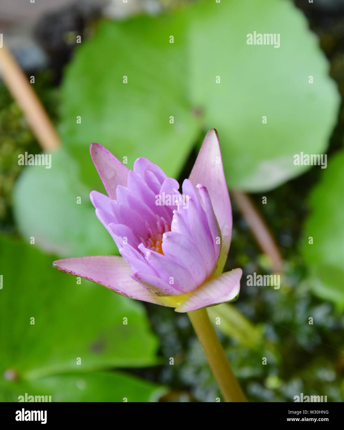Closed Lotus Flower High Resolution Stock Photography and Images - Alamy