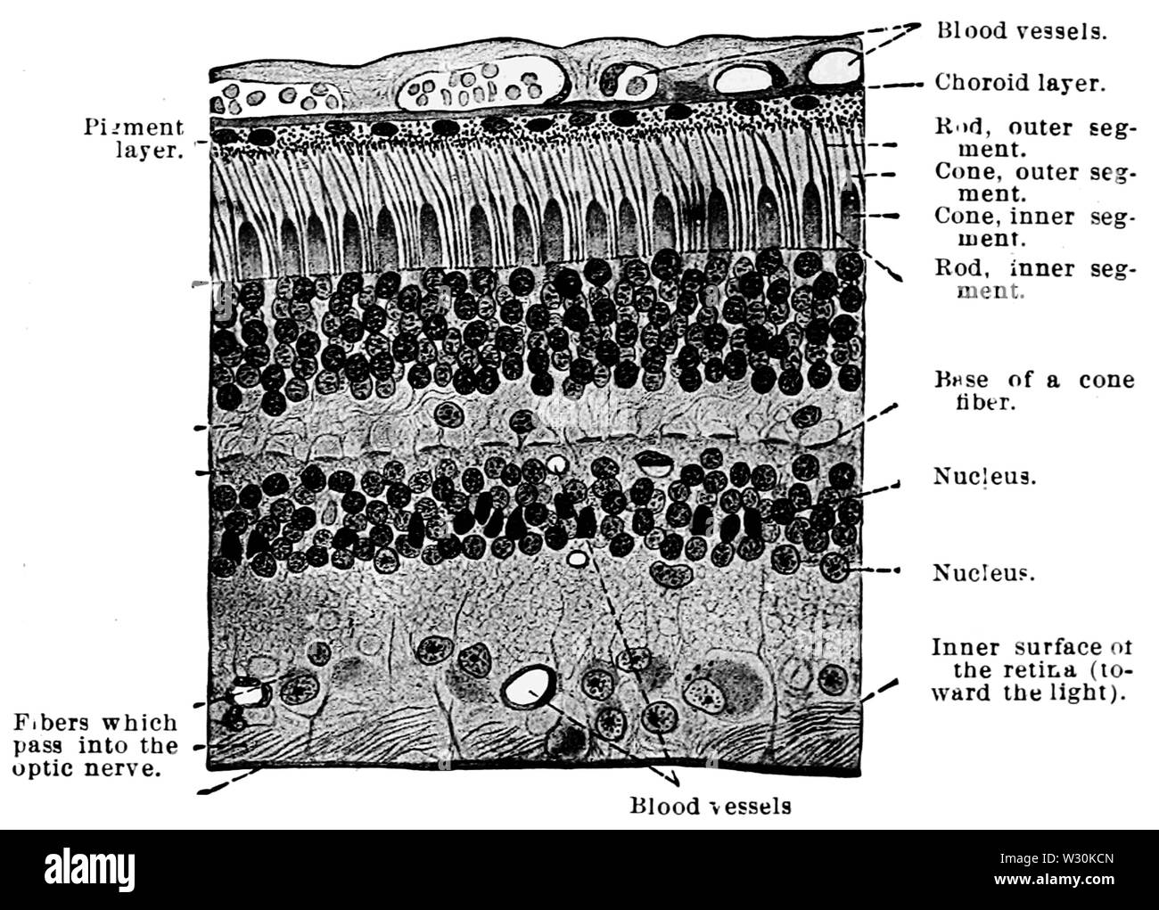 Retina Black and White Stock Photos & Images - Alamy