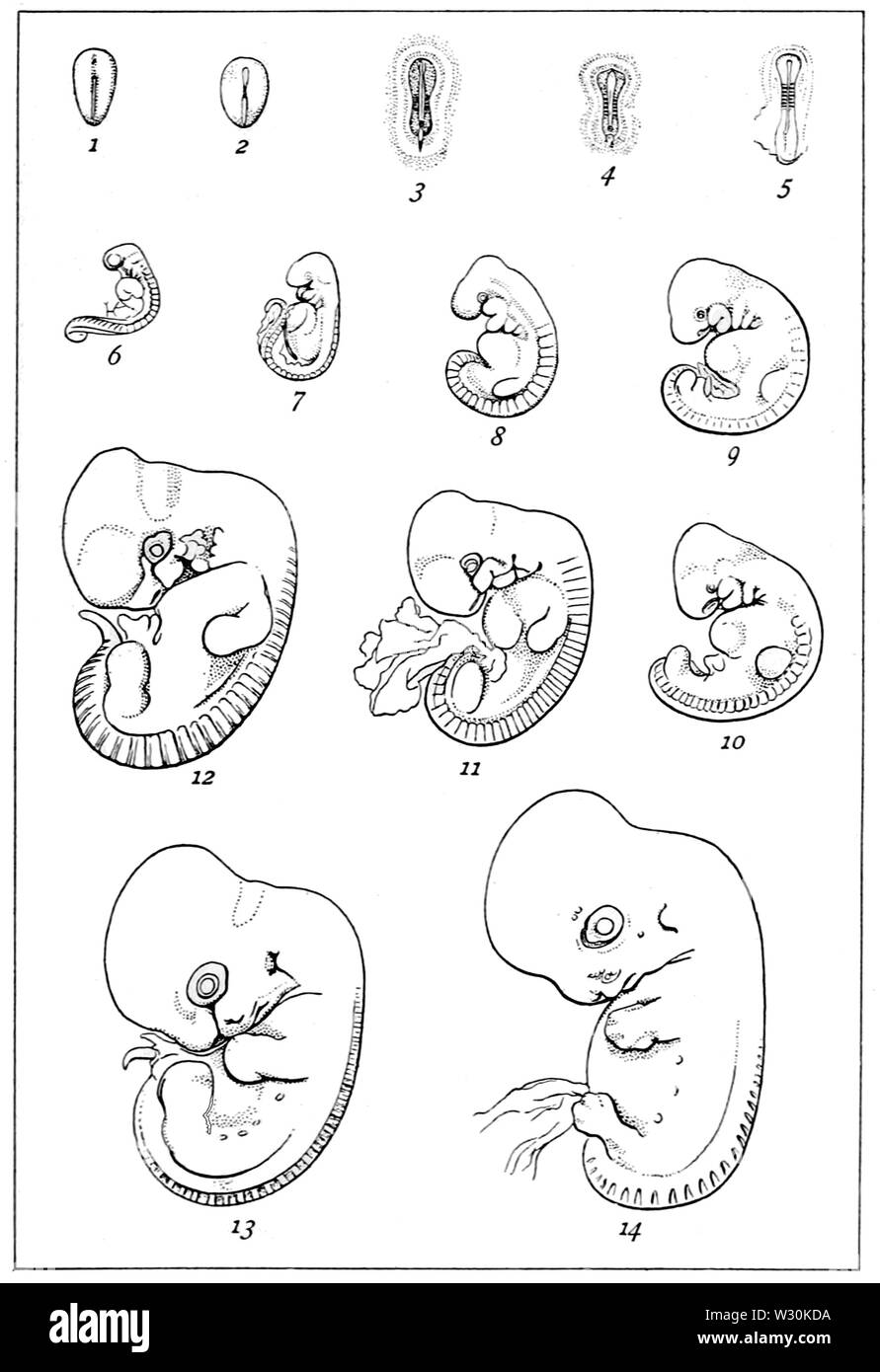 PSM V71 D219 Fourteen stages of the developing rabbit Stock Photo - Alamy