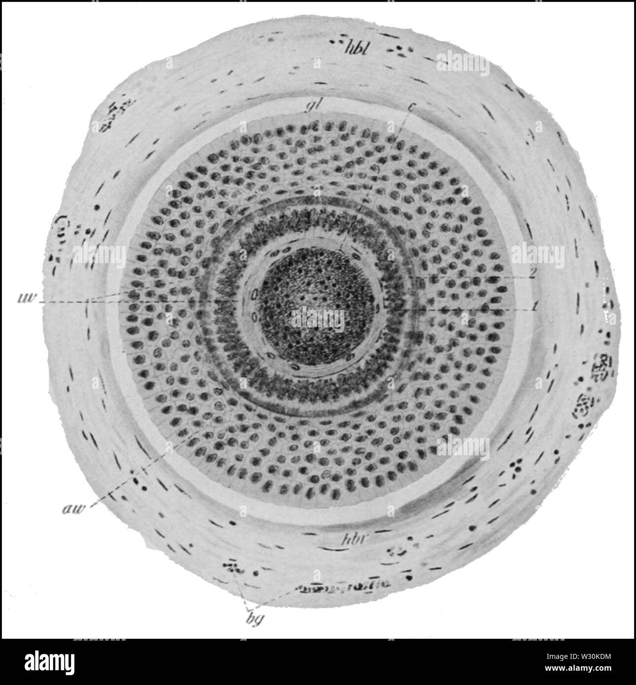 PSM V71 D116 Cross section of the root of a hair Stock Photo - Alamy