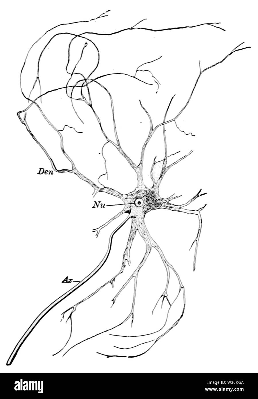 Spinal nerve function hi-res stock photography and images - Alamy