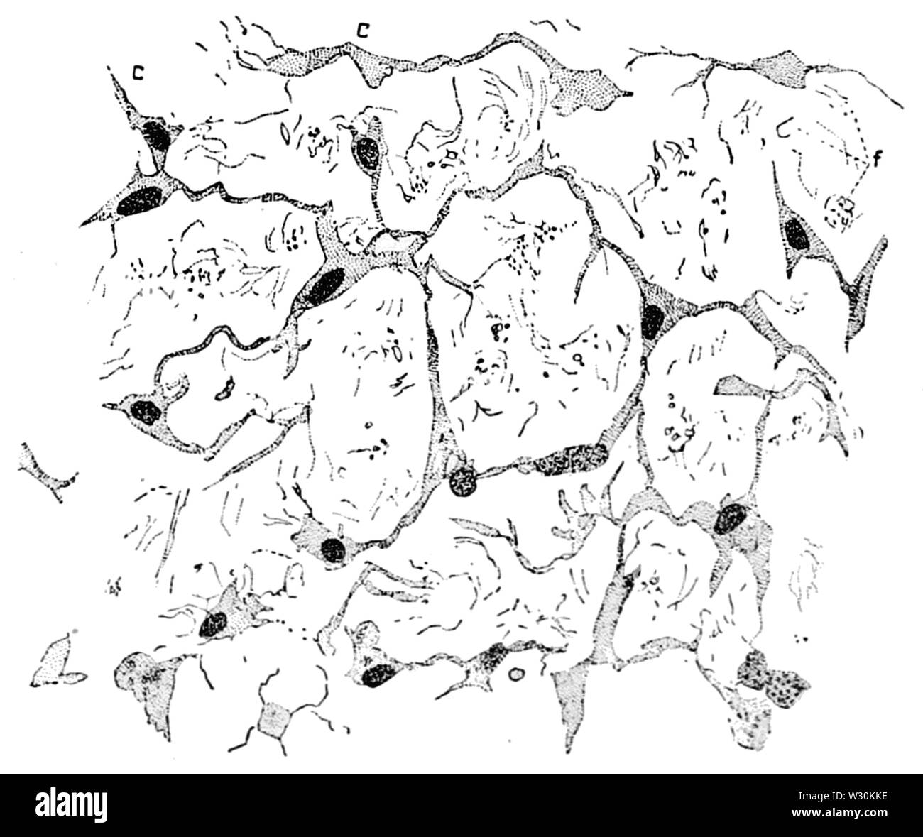 Syncytium Black and White Stock Photos & Images - Alamy