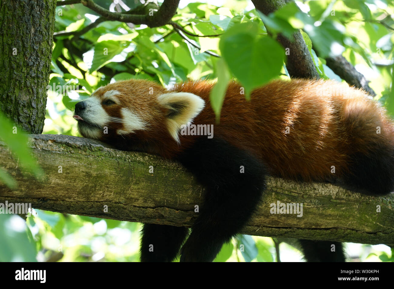 red panda takes a break on a tree Stock Photo - Alamy