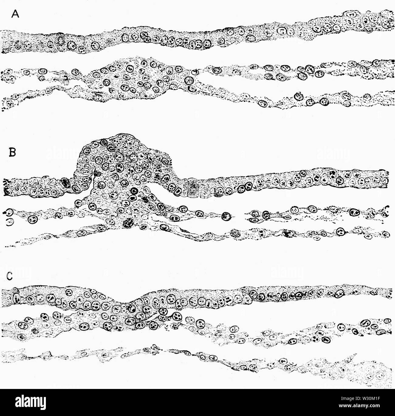 Three cross sections Black and White Stock Photos & Images - Alamy