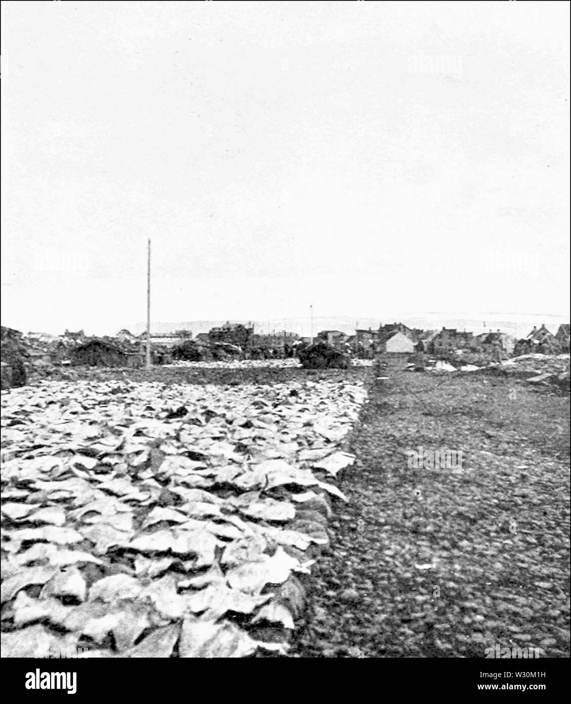 PSM V71 D433 Cod on fiord in isafiord Stock Photo - Alamy