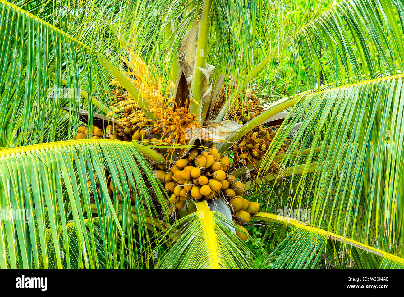 Close up image of palm tree with the coconuts on a branch Stock Photo ...