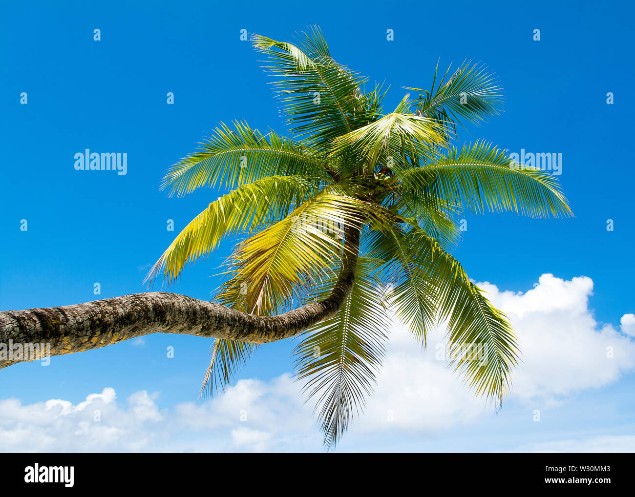 Palm trees with branches of coconut on the background of bright blue ...