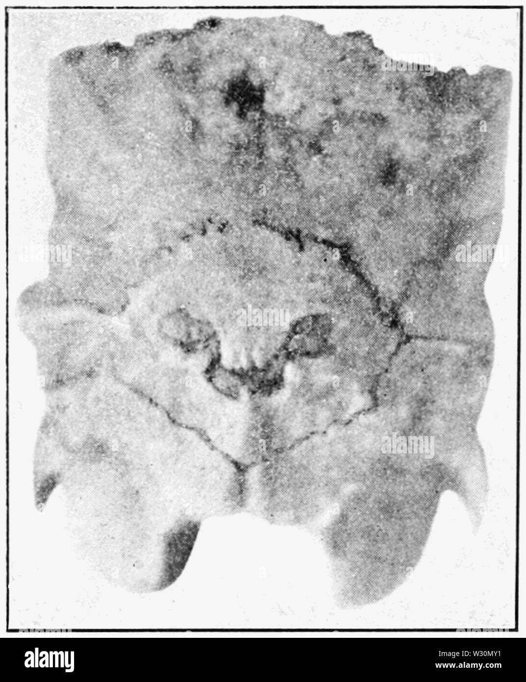 Goat skull Black and White Stock Photos & Images - Alamy