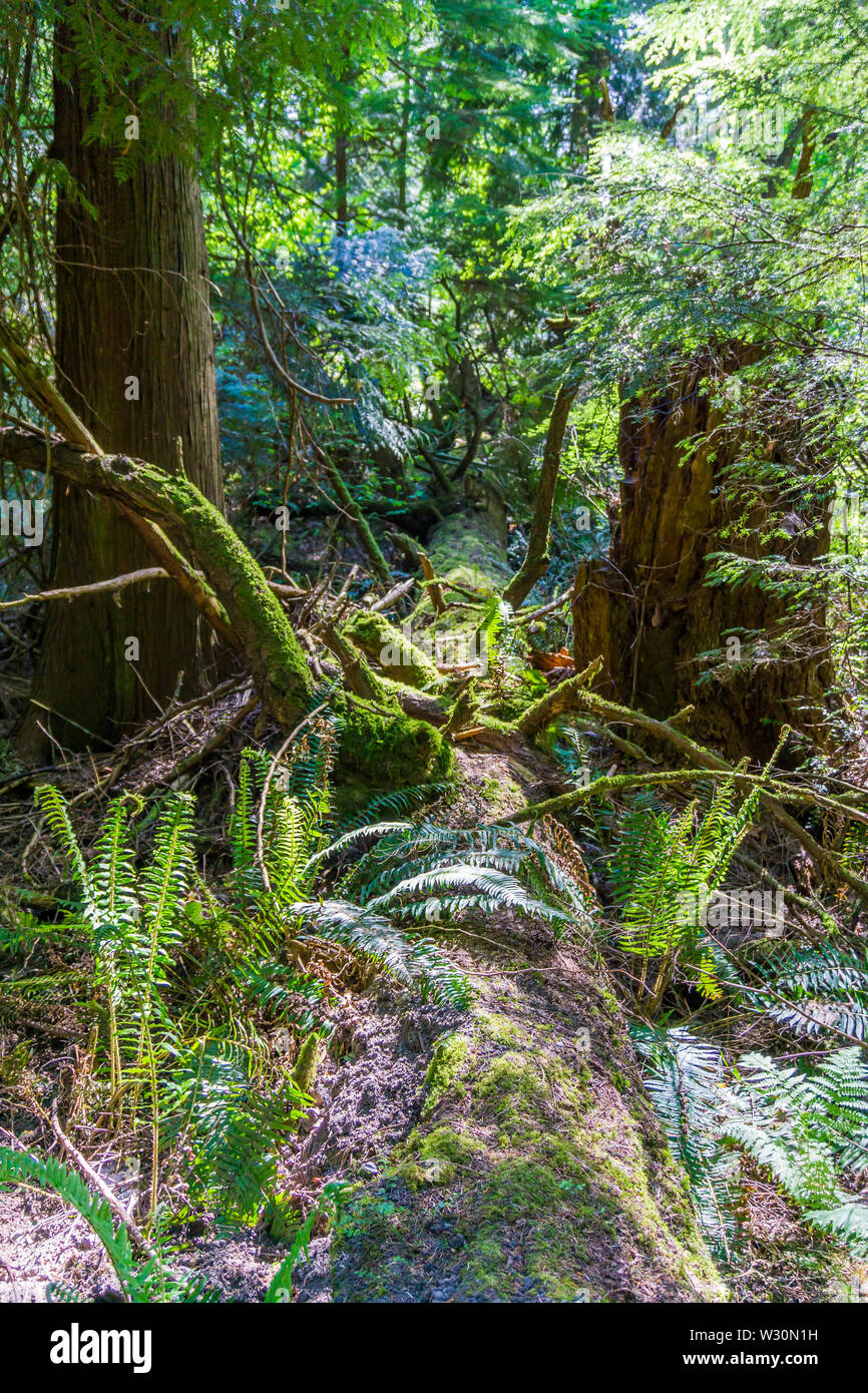 A fallen tree lies on the forest floor at Point Defiance Park in Tacoma ...