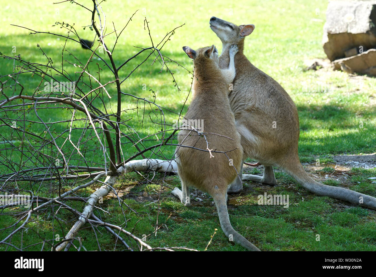 Zoo fauna hi-res stock photography and images - Alamy
