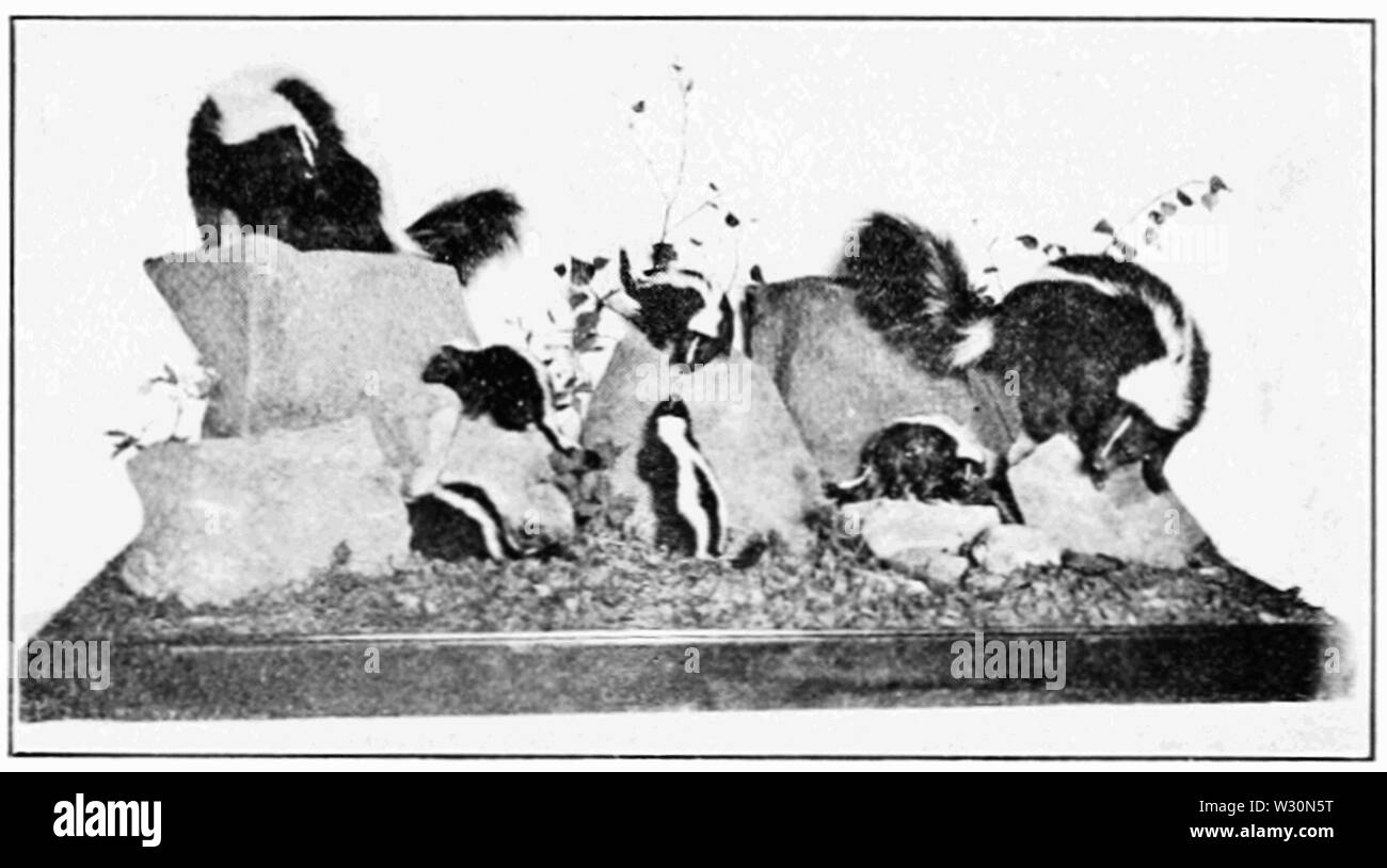 PSM V72 D381 A family group of skunks Stock Photo - Alamy
