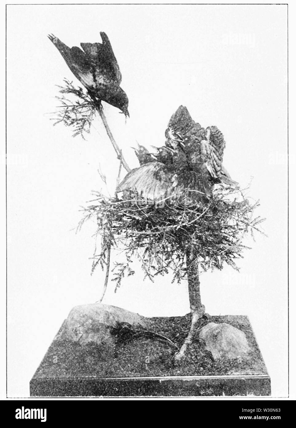 Fledglings Black and White Stock Photos & Images - Alamy