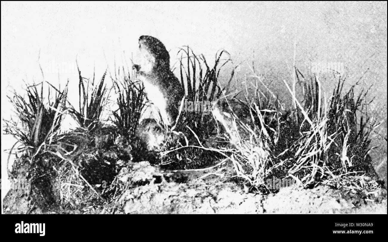 Vole Black and White Stock Photos & Images - Alamy