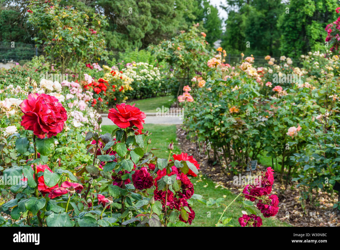 A view of the rose garden at Point Defiance Park in Tacoma, Washington ...