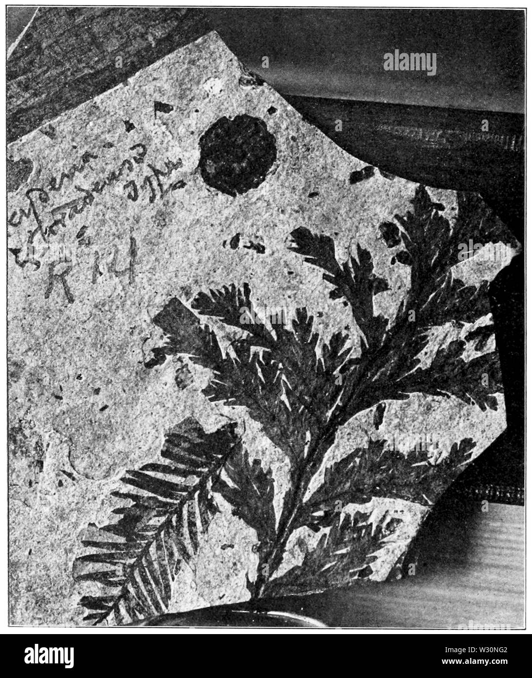 Fossil species identification Cut Out Stock Images & Pictures - Alamy